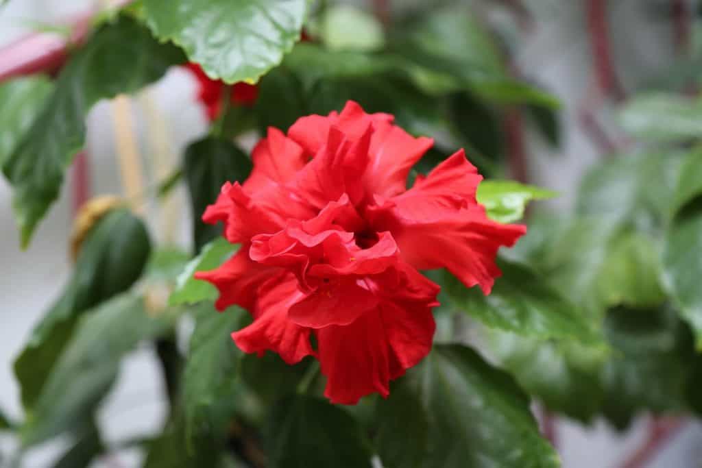 Japanese Rose Garden Origin And Design Elements - Better Landscaping